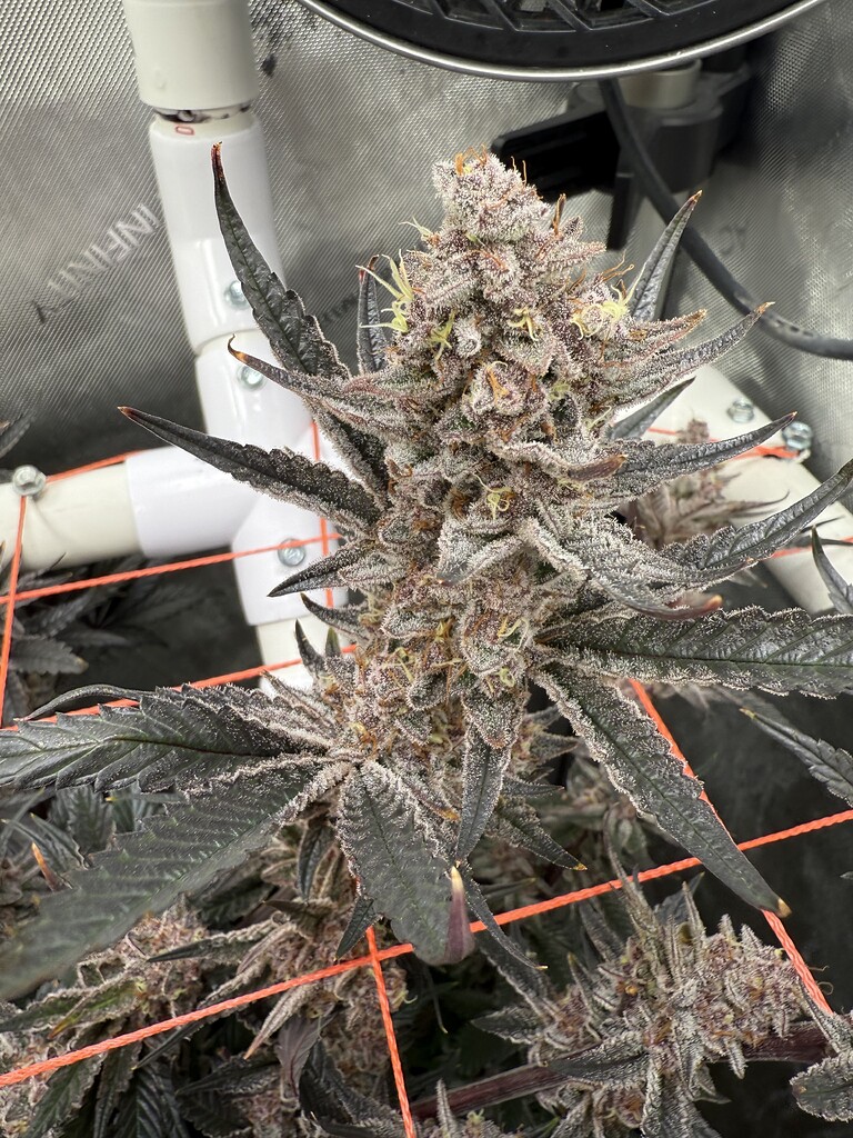Lemon Cherry Pie Day 58 - Show Off Your Buds! - ETHOS Community