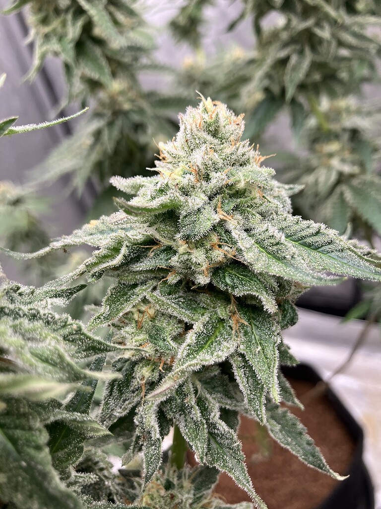 Wrank s1 day 47 - Show Off Your Buds! - ETHOS Community