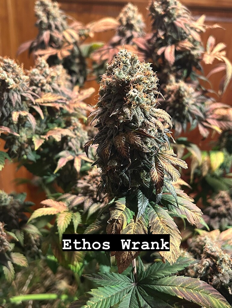 Wrank and Member Berry - Show Off Your Buds! - ETHOS Community