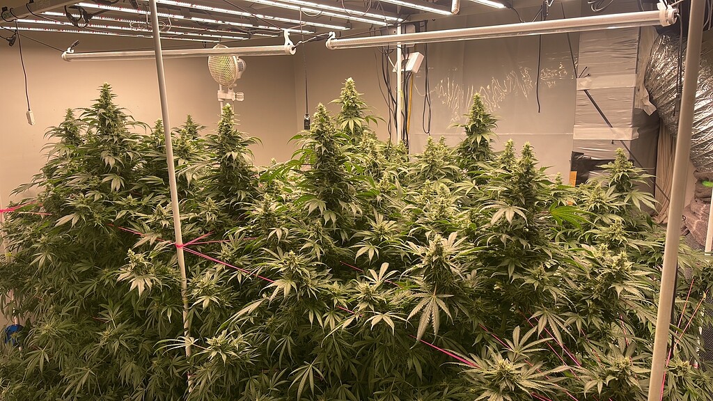 Mac n jack. Absolute mammoth of plants week 10 - Show Off Your Buds ...
