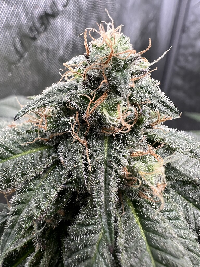 NYCD x End Game #3 day 48 - Show Off Your Buds! - ETHOS Community