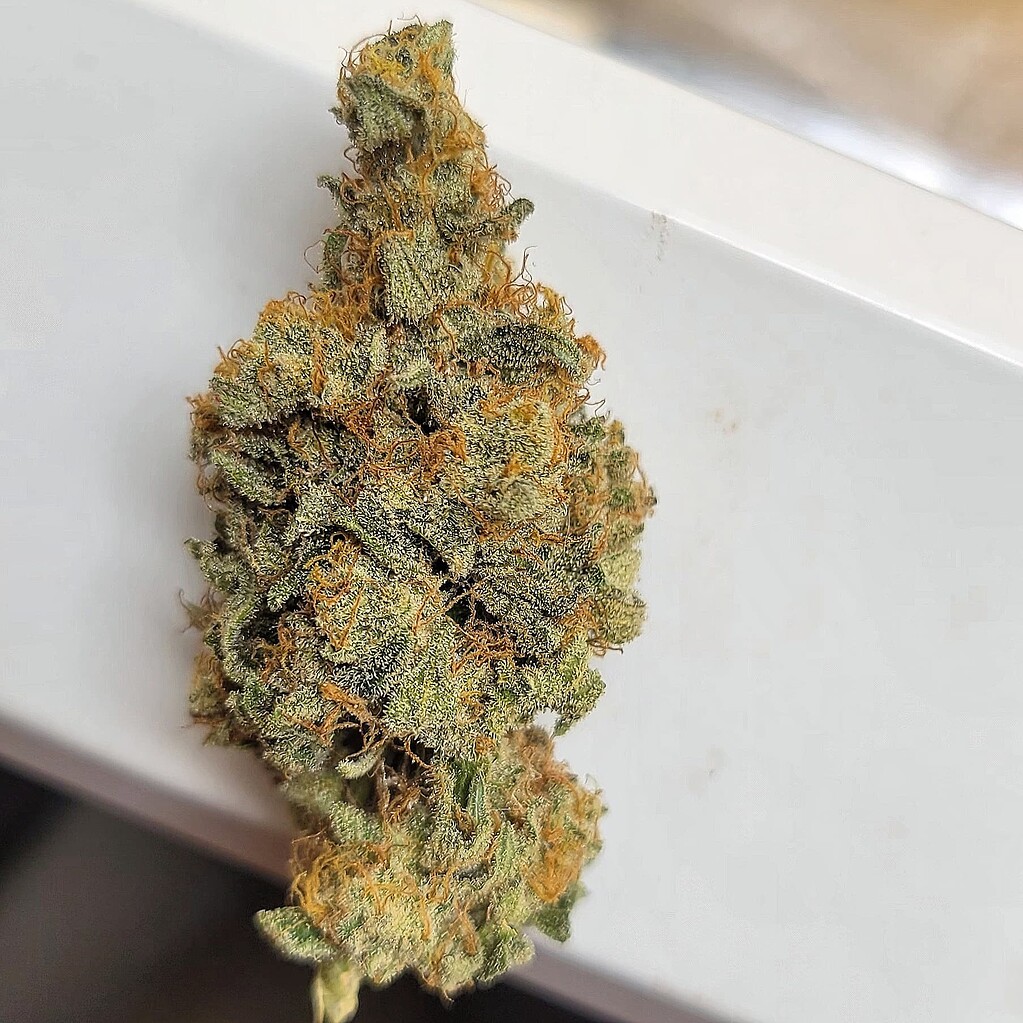 Mandarin Cookies x Temple Kush F2 - Show Off Your Buds! - ETHOS Community