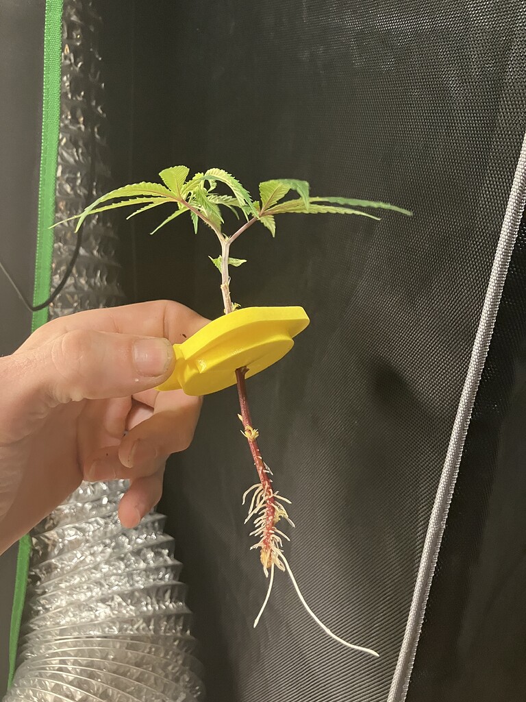 Crescendo First time cloning - Show Off Your Buds! - ETHOS Community