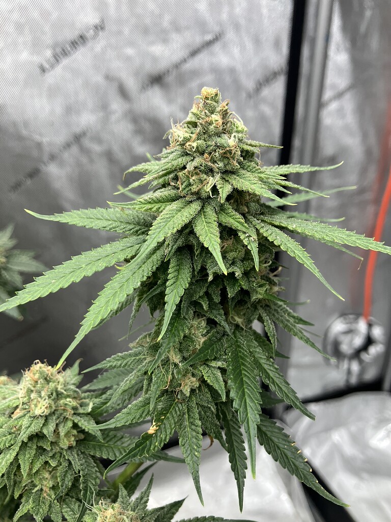 Chem Funk finished - Show Off Your Buds! - ETHOS Community