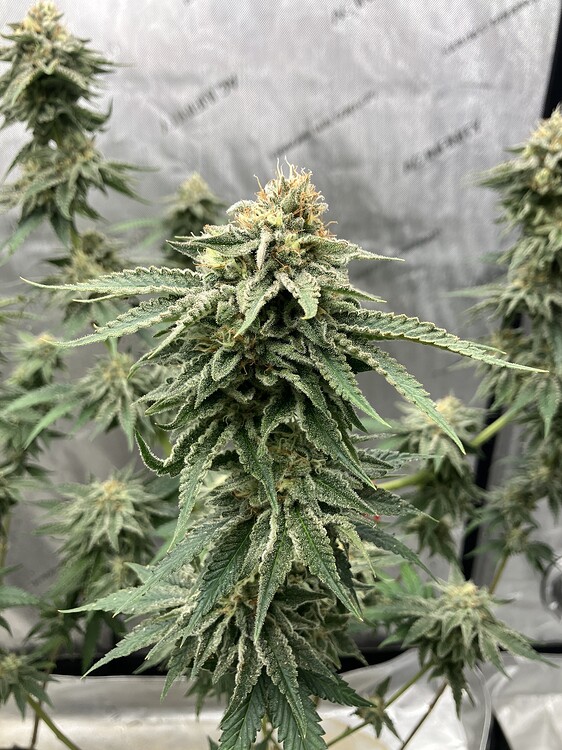 Wrank s1 day 47 - Show Off Your Buds! - ETHOS Community