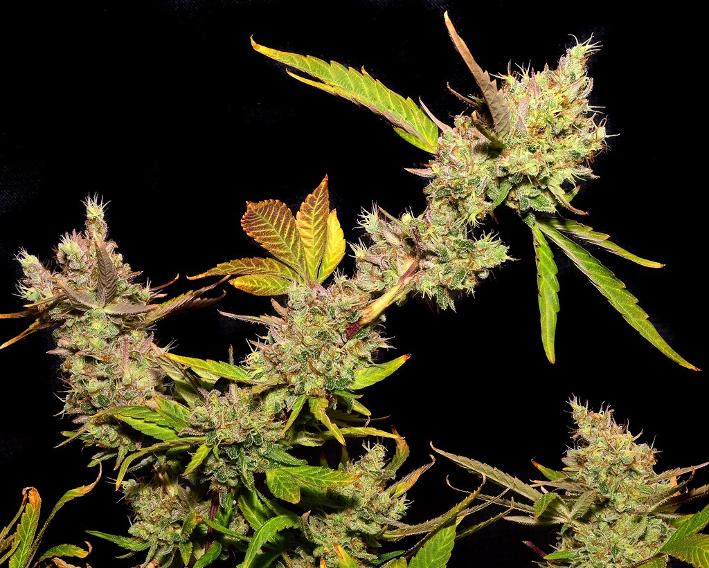 Orange Velvet Underground x SLH f5 - Show Off Your Buds! - ETHOS Community